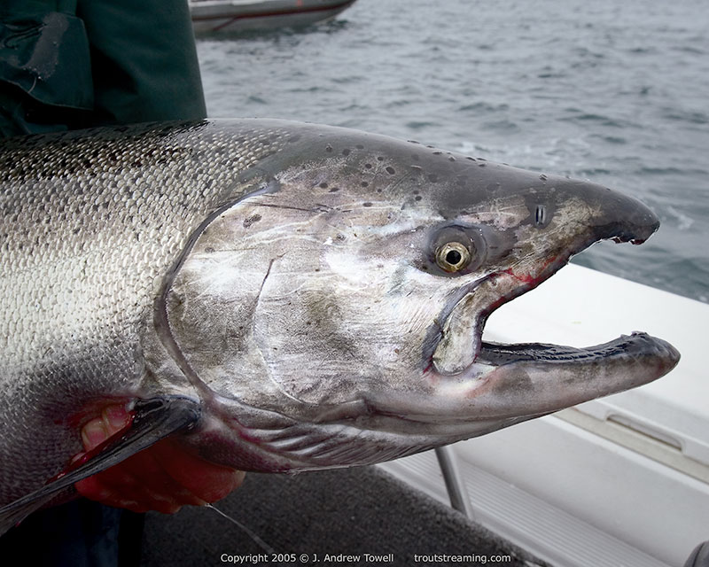 Columbia River Salmon Fishing: Find Sports Fishing Charters in WA & OR Columbia River Salmon Fishing: Find Sports Fishing Charters in WA & OR